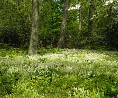 The Bronx Goes Native: A Visit to the New York Botanic Garden - Gardenista