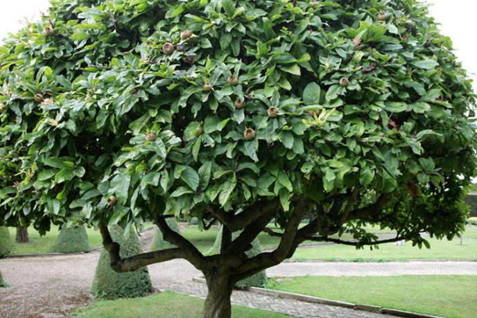 The Medlar, A Strange But Charming Tree - Gardenista