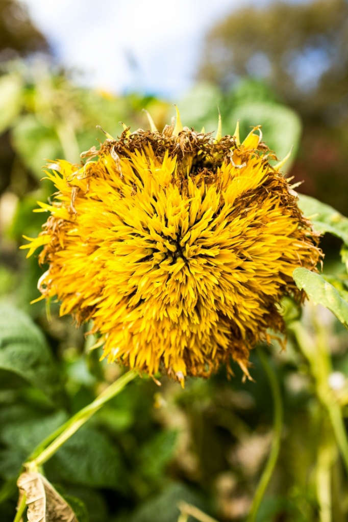 Garden Visit: New Roots Edible Garden - Gardenista