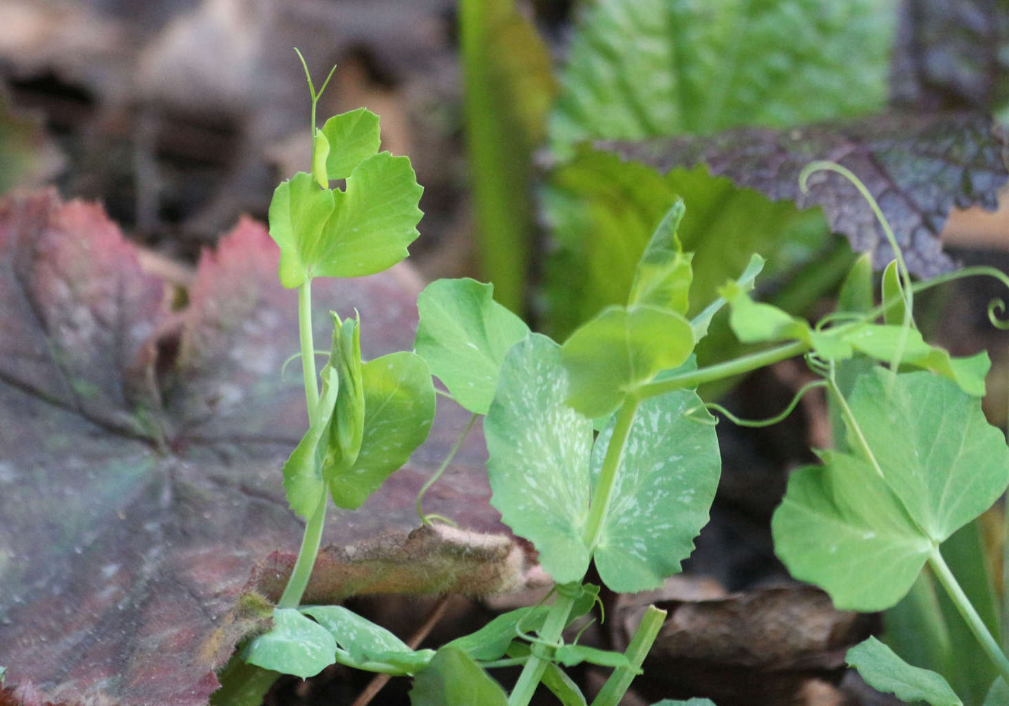 Is It Too Early to Start Planting? How to Know When to Plant Your Cool ...