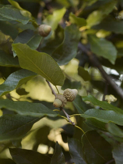 A Texas Garden Where the Rare and the Endangered Flourish - Gardenista