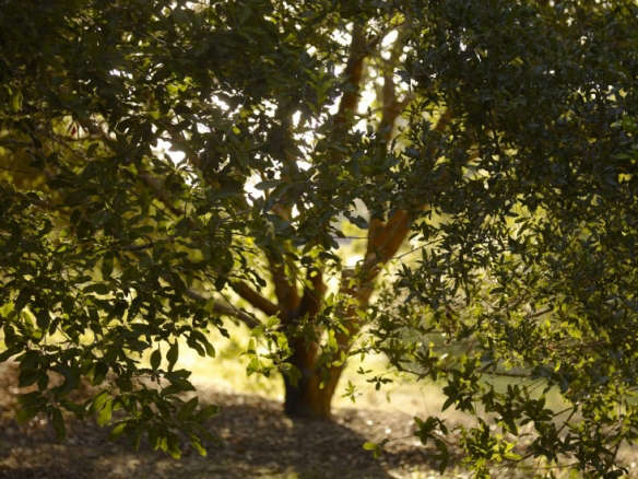 A Texas Garden Where the Rare and the Endangered Flourish - Gardenista