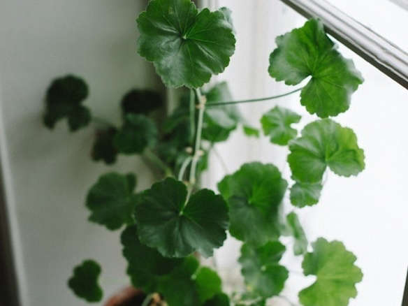 Browse the Mountain Valley Growers Retailer Collection on - Gardenista