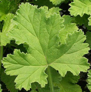 Browse the Mountain Valley Growers Retailer Collection on - Gardenista