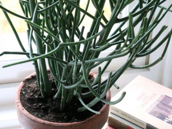 How to Successfully Grow Pencil Cactus: A Field Guide to Planting, Care ...