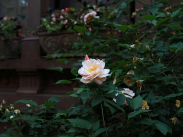 Design Sleuth: 7 Sources for Brooklyn's Most Beautiful Roses - Gardenista