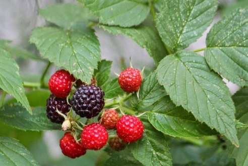 Gardening 101: Raspberry - Gardenista