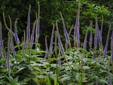 Must-Have Flower: All About Veronicastrum - Gardenista