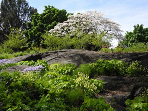 The Bronx Goes Native: A Visit to the New York Botanic Garden - Gardenista