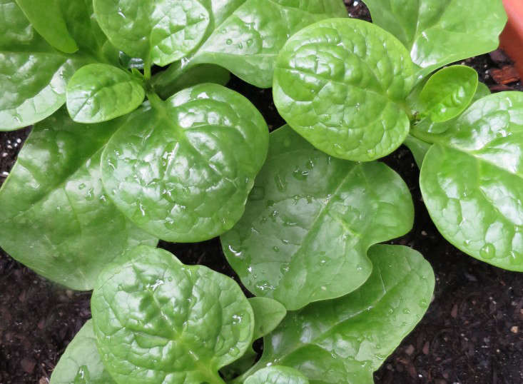 Garden-to-Table Recipe: Spicy Spinach from 66 Square Feet - Gardenista
