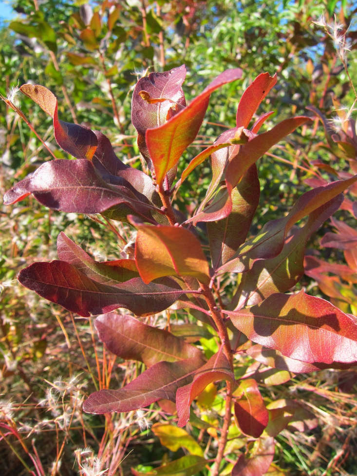Gardening 101: Northern Bayberry - Gardenista