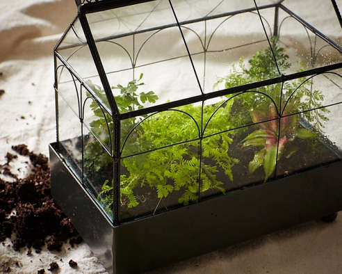Gardening 101: How to Make a Closed Terrarium - Gardenista