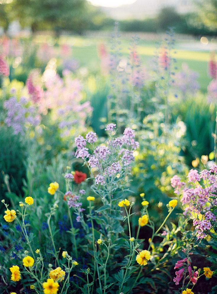 Garden Visit: The Tuileries at Sunset, with Alice Gao - Gardenista