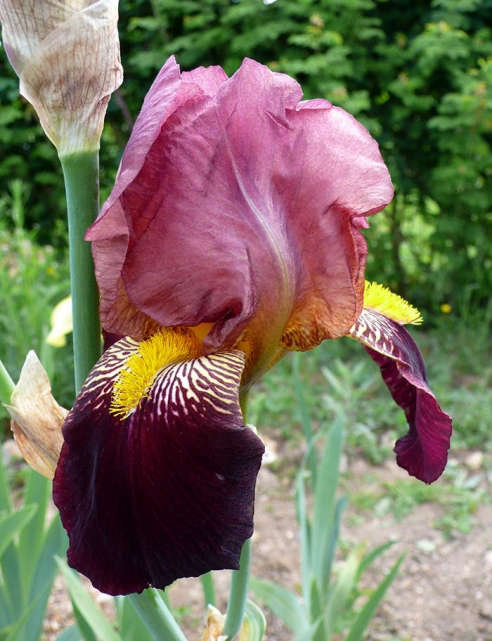 The Mystery of the Missing Irises: Have You Seen Any of These Varieties ...