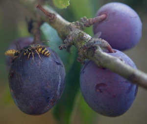 10 Essential Insects You Need in a Garden