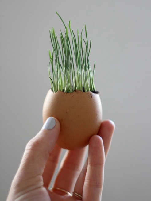 DIY: Grow Your Own Wheat Grass Eggs - Gardenista