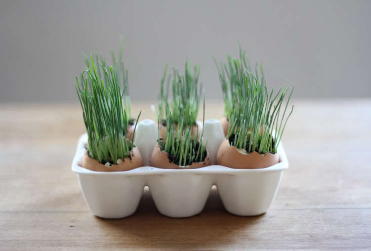 DIY: Grow Your Own Wheat Grass Eggs - Gardenista