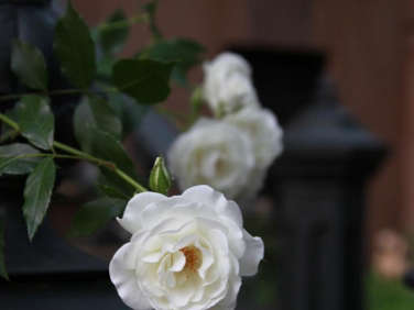 Design Sleuth: 7 Sources for Brooklyn's Most Beautiful Roses - Gardenista