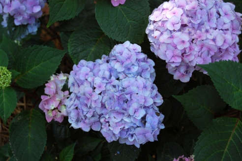 Hydrangeas: How To Change Color from Pink to Blue - Gardenista