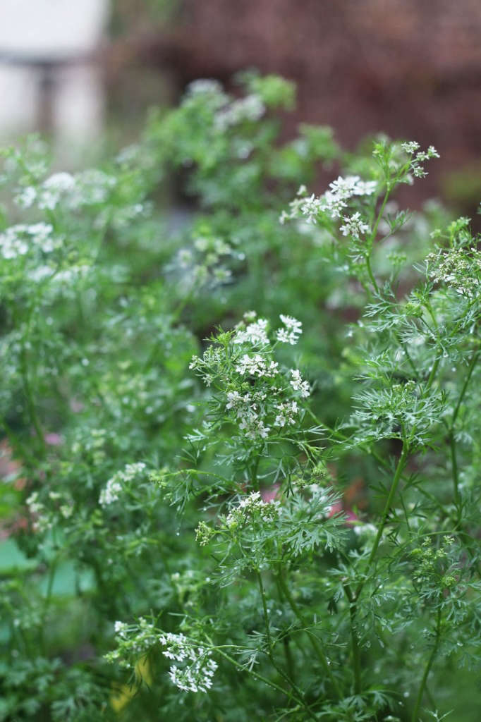 Gardening 101: Cilantro - Gardenista