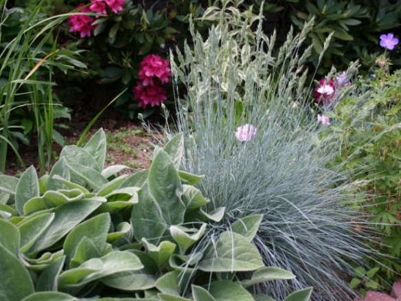 Browse the Bluestone Perennials Retailer Collection on - Gardenista