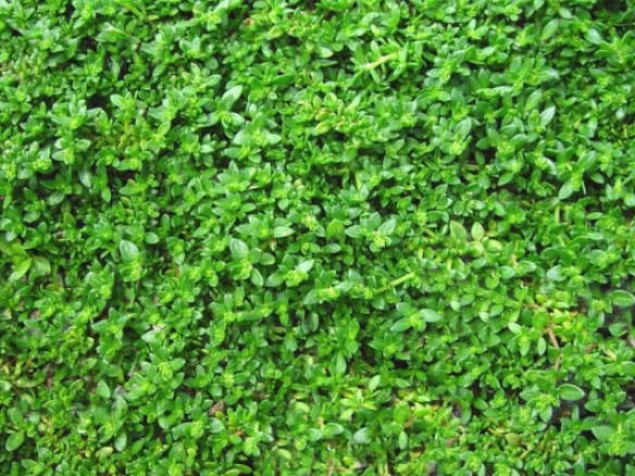 Browse the Mountain Valley Growers Retailer Collection on - Gardenista