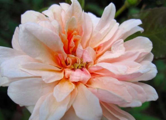 Browse the Antique Rose Emporium Retailer Collection on - Gardenista