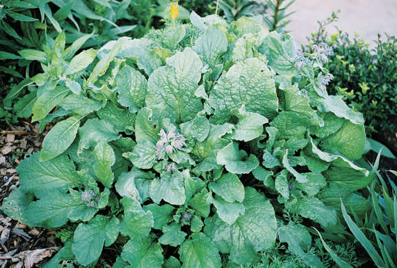 Browse the D. Landreth Seed Company Retailer Collection on - Gardenista