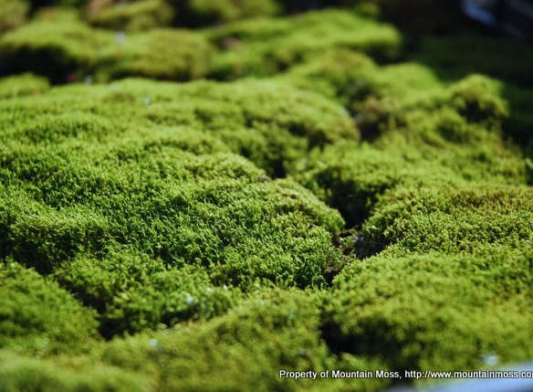 Browse the Mountain Moss Retailer Collection on - Gardenista