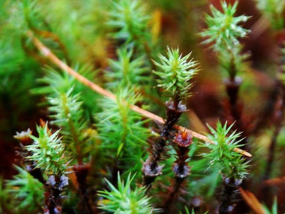 Browse the Mountain Moss Retailer Collection on - Gardenista