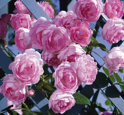 Browse the Palatine Fruit and Roses Retailer Collection on - Gardenista