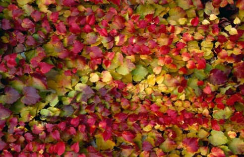 Vertical Garden Kit: The Ideal Ivy - Gardenista