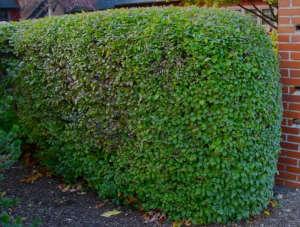 Secret Gardens: The Importance of Privet - Gardenista