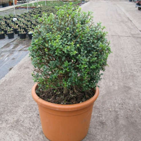 Secret Gardens: The Importance of Privet - Gardenista