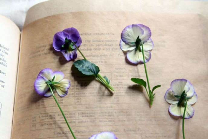 Gardening 101: Violas - Gardenista