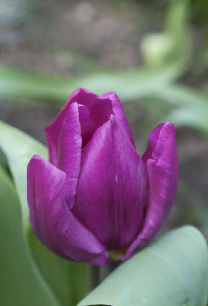 Passion Play: Jane Cumberbatch's Tulip Garden - Gardenista