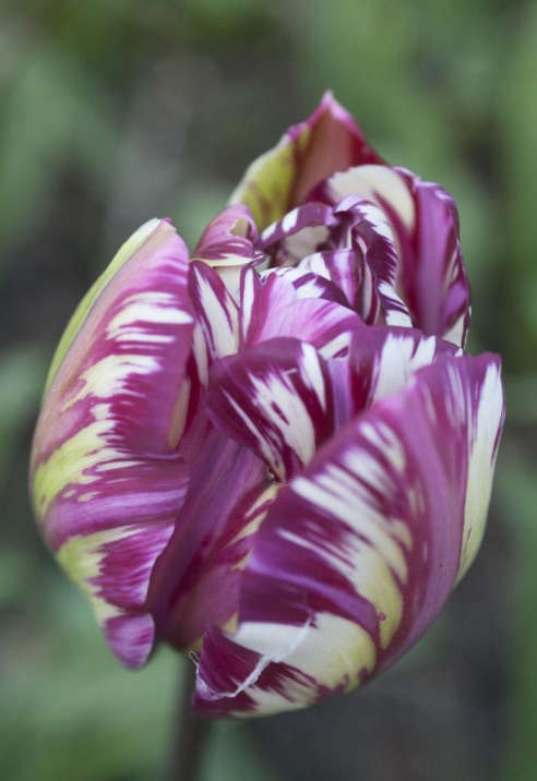Passion Play: Jane Cumberbatch's Tulip Garden - Gardenista