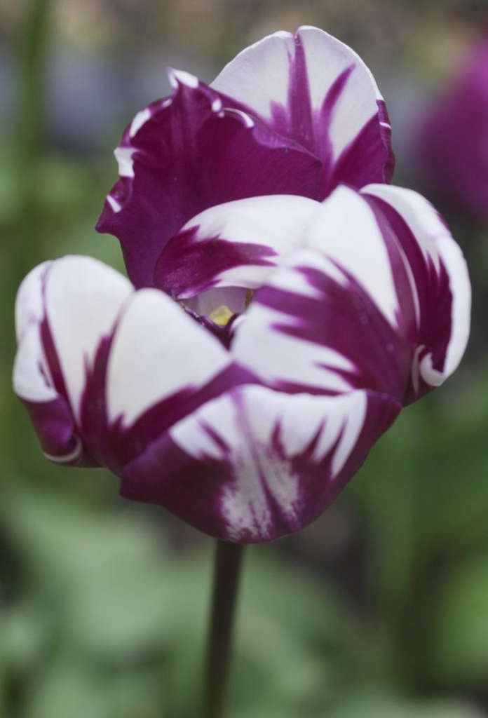 Passion Play: Jane Cumberbatch's Tulip Garden - Gardenista