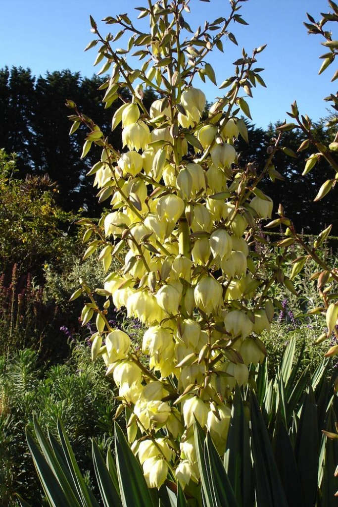 A Garden You Water Four Times a Year - Gardenista