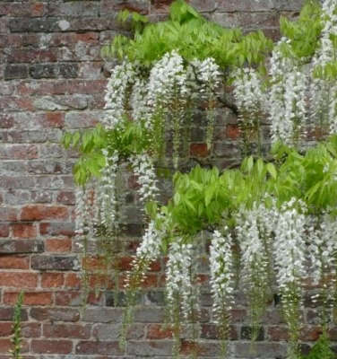 How to Successfully Grow Wisteria: A Field Guide to Planting, Care, and ...