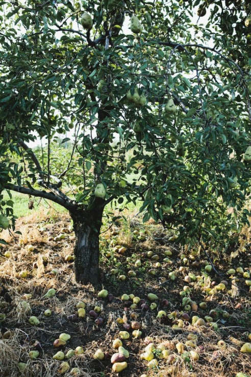 Fishkill Apple Orchards: A Family Farm Goes Sustainable - Gardenista