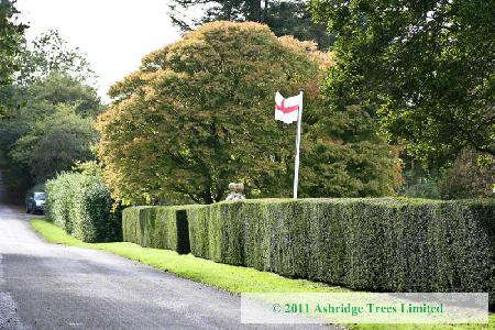 Browse the Ashridge Trees Retailer Collection on - Gardenista