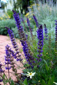 Gardening 101: How to Deadhead Flowers - Gardenista