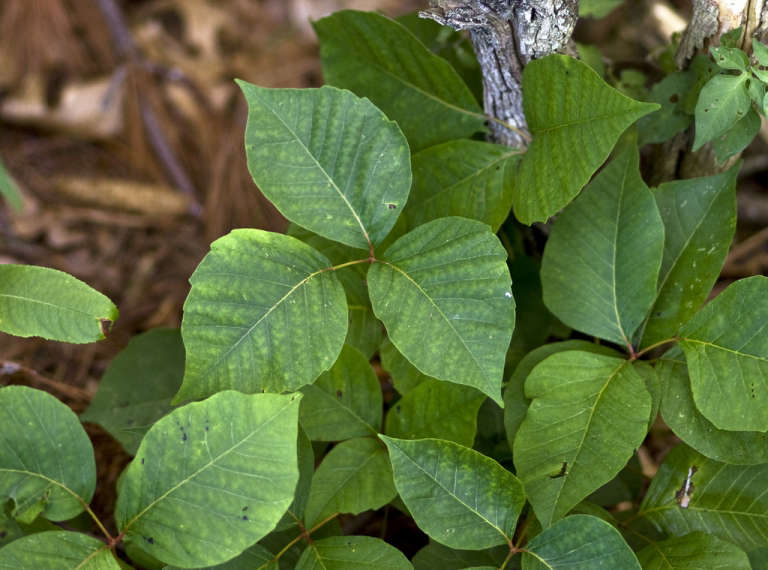 Landscaping 101: How to Kill Poison Ivy - Gardenista