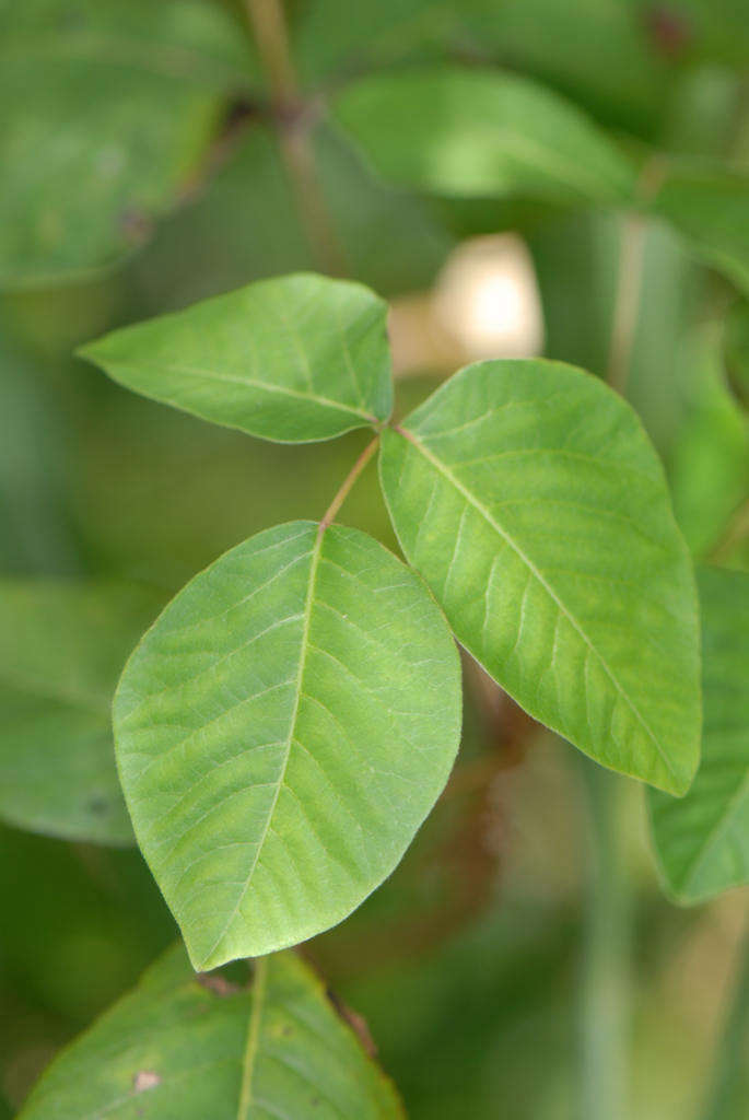 Landscaping 101: How to Kill Poison Ivy - Gardenista