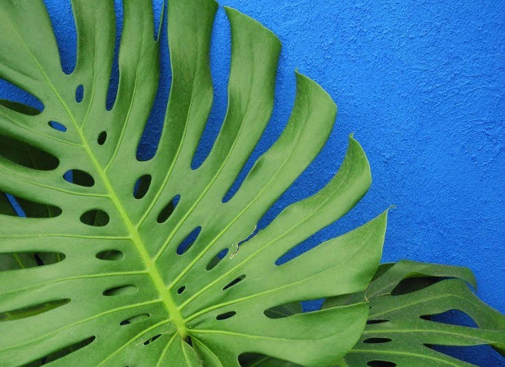 Jeanne Rostaing, Author at Gardenista - Page 2 of 4