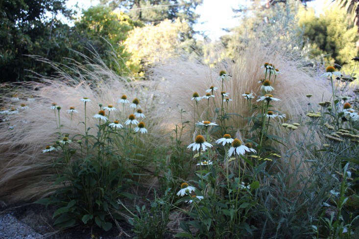 Gossamer Gardens: 12 Ideas for Landscaping with Mexican Feather Grass ...