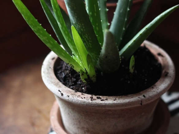 Browse the Cactus Limon Retailer Collection on - Gardenista