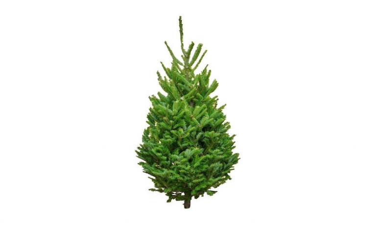 10 Easy Pieces: Tabletop Live Christmas Trees - Gardenista