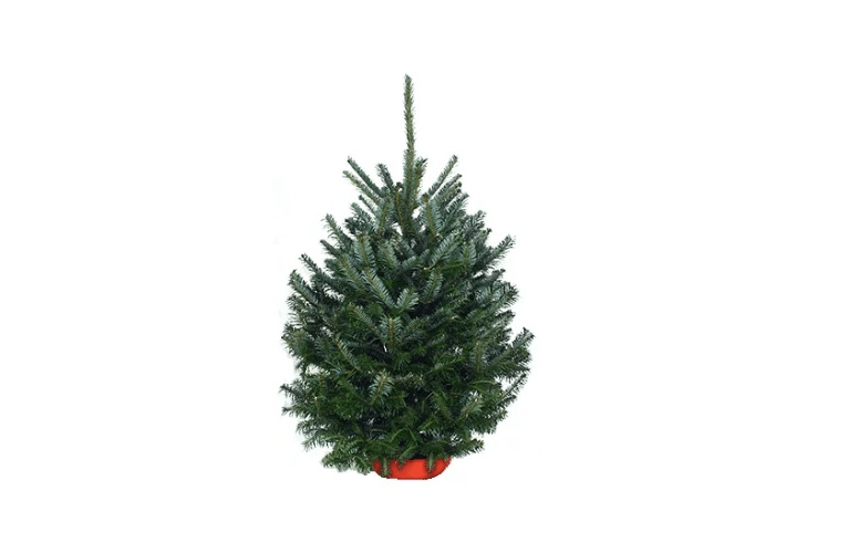 10 Easy Pieces: Tabletop Live Christmas Trees - Gardenista